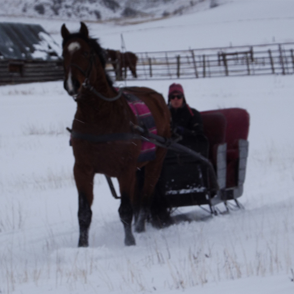 Experience the Magic of a Horse-Drawn Sleigh Ride